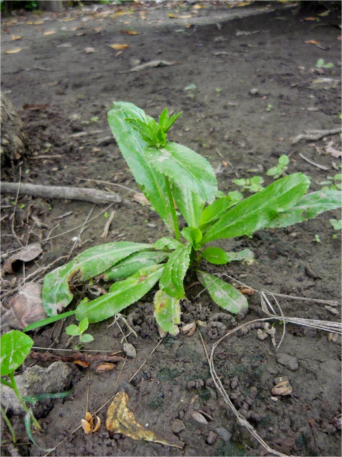 ALTERNATIVA ECOLÓGICA: CULTIVO DE SACHA CULANTRO (CULANTRO DE LA SELVA)