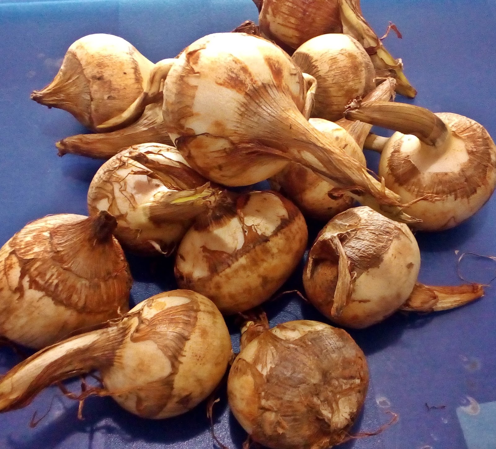 SurayaMSyed: Kerepek Arrowhead / Ngaku