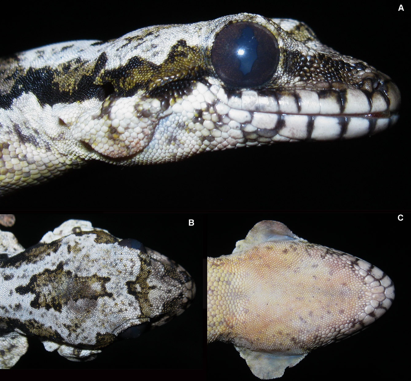 Species New to Science: [Herpetology • 2012] Ptychozoon ...