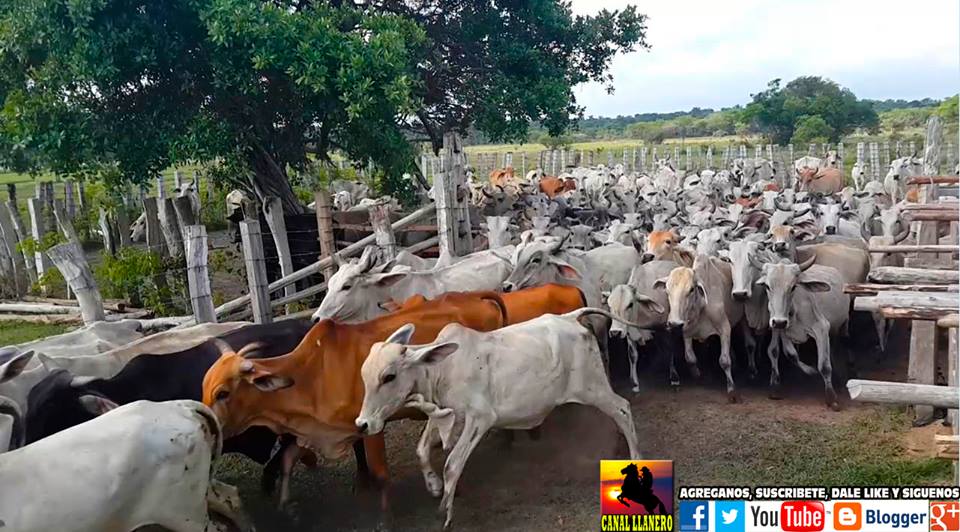 Canal Llanero : De las Vaquerías y los Trabajos de Llano.
