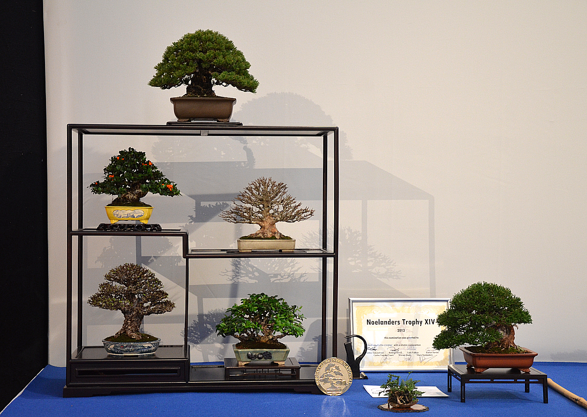 Bonsai - Living Art: Noelanders Trophy 2013