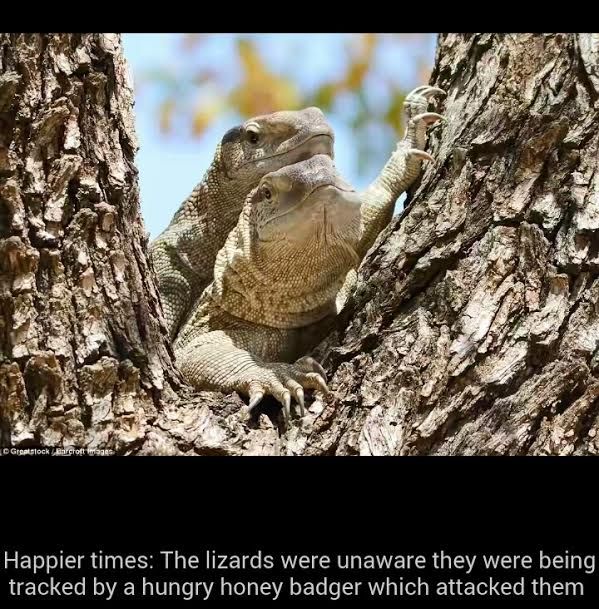 Unlucky monitor lizard is attacked and eaten as it mated