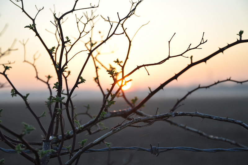 Simple Daisy: {Hello Midwestern Spring}