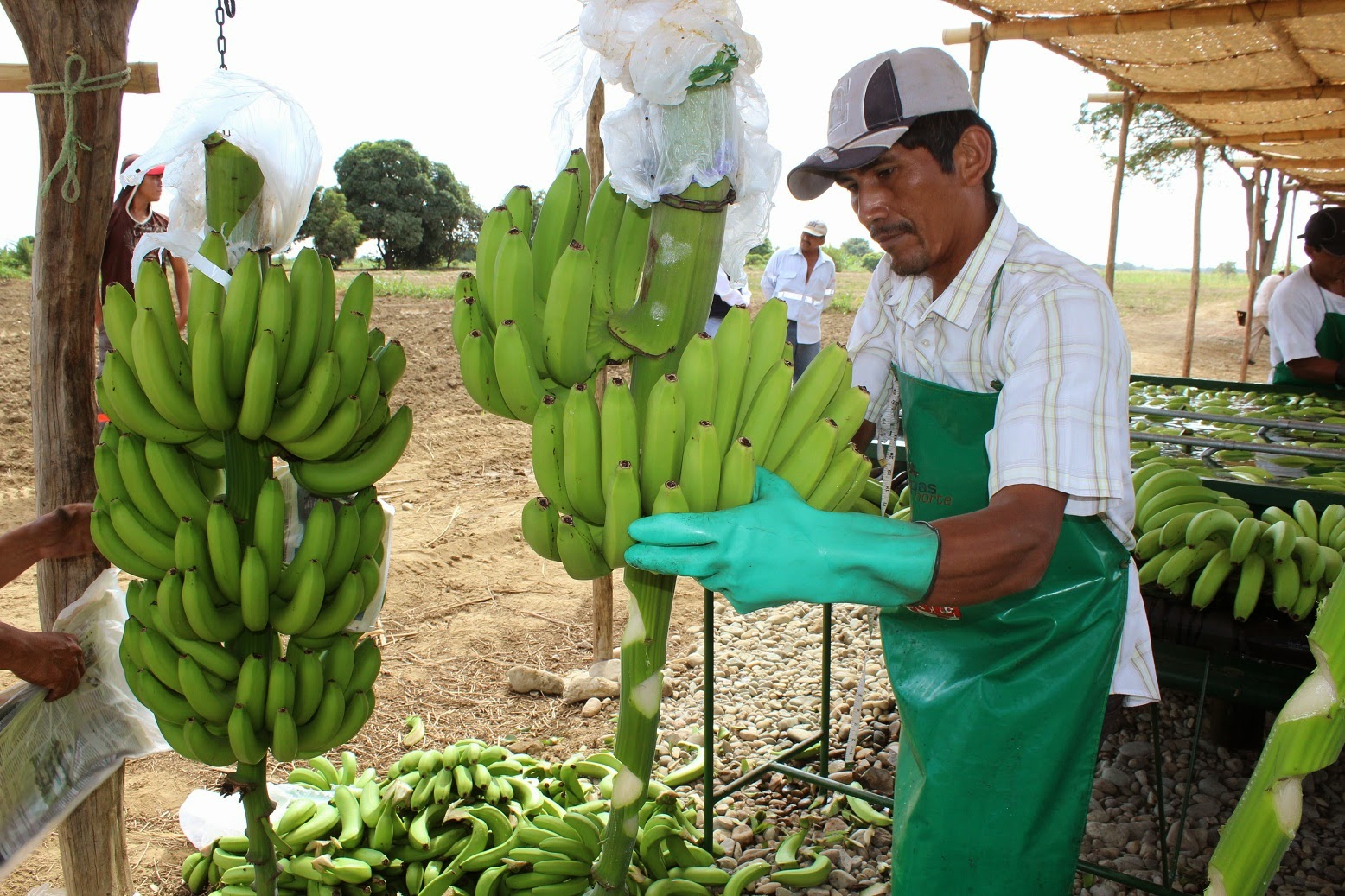 Directo y sin Rodeos: CONTINÚA EL IMPULSO A LA PRODUCCIÓN DE BANANO ...