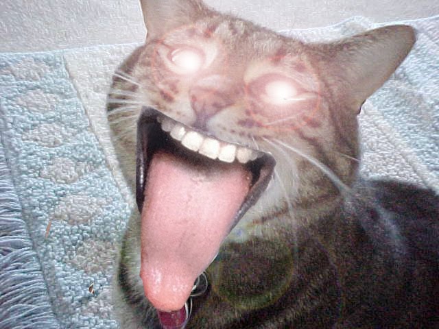 Kenney Mencher: Scary Cats