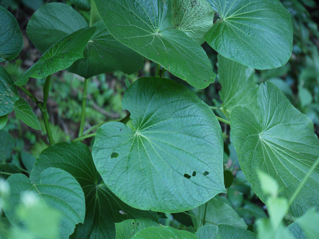 Cow-Foot Leaf Tea, Water Therapy & Diet Heals Tuberculosis - Natural ...