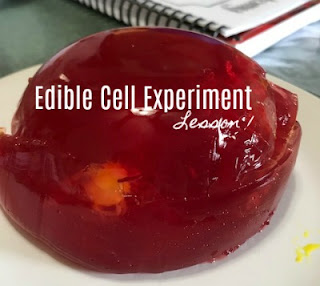 Farm Fresh Adventures: Exploring the Human Anatomy and Physiology with ...