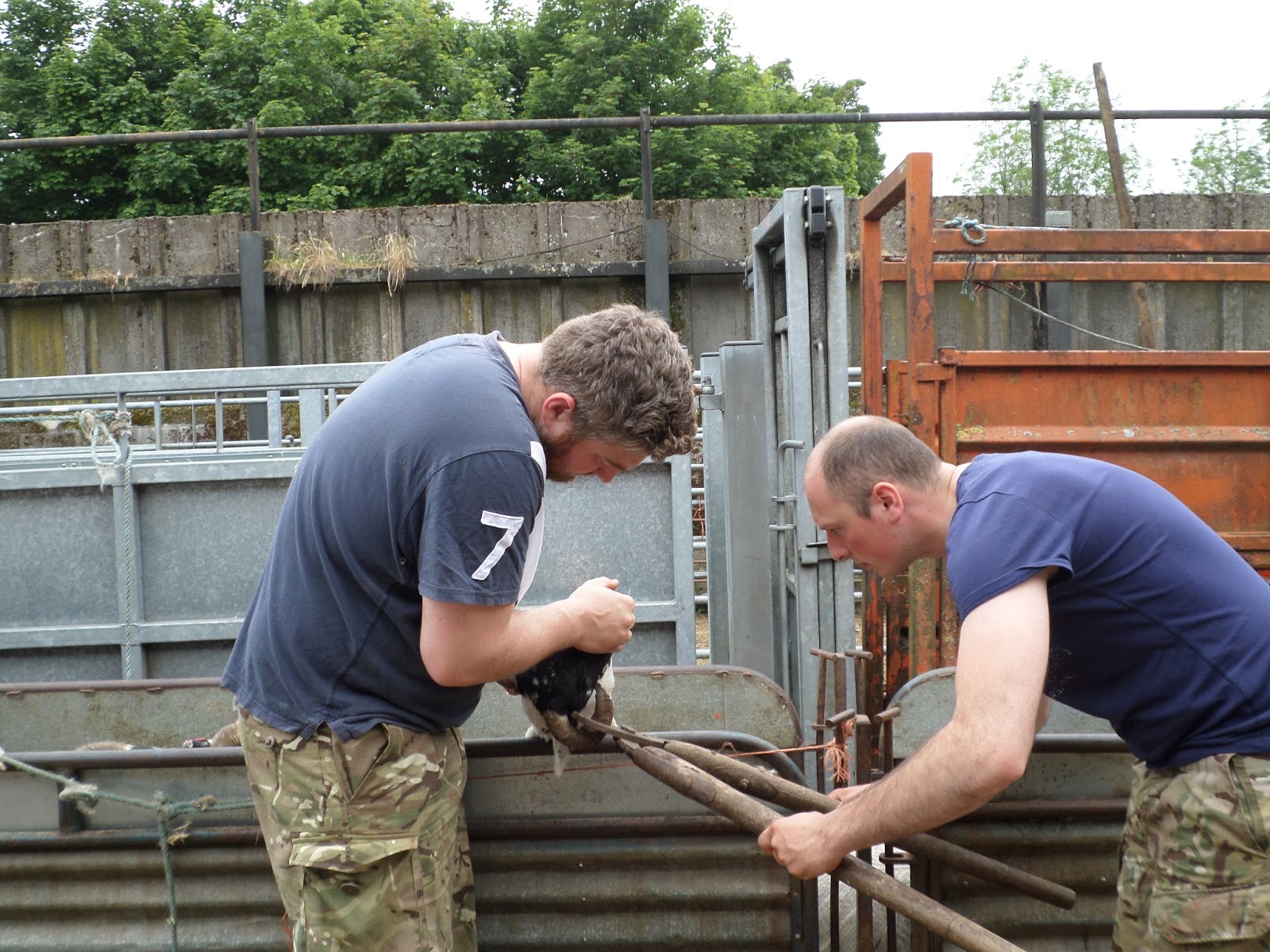 Orzechs, continued: Sheep Shearing in Glenogil, Scotland