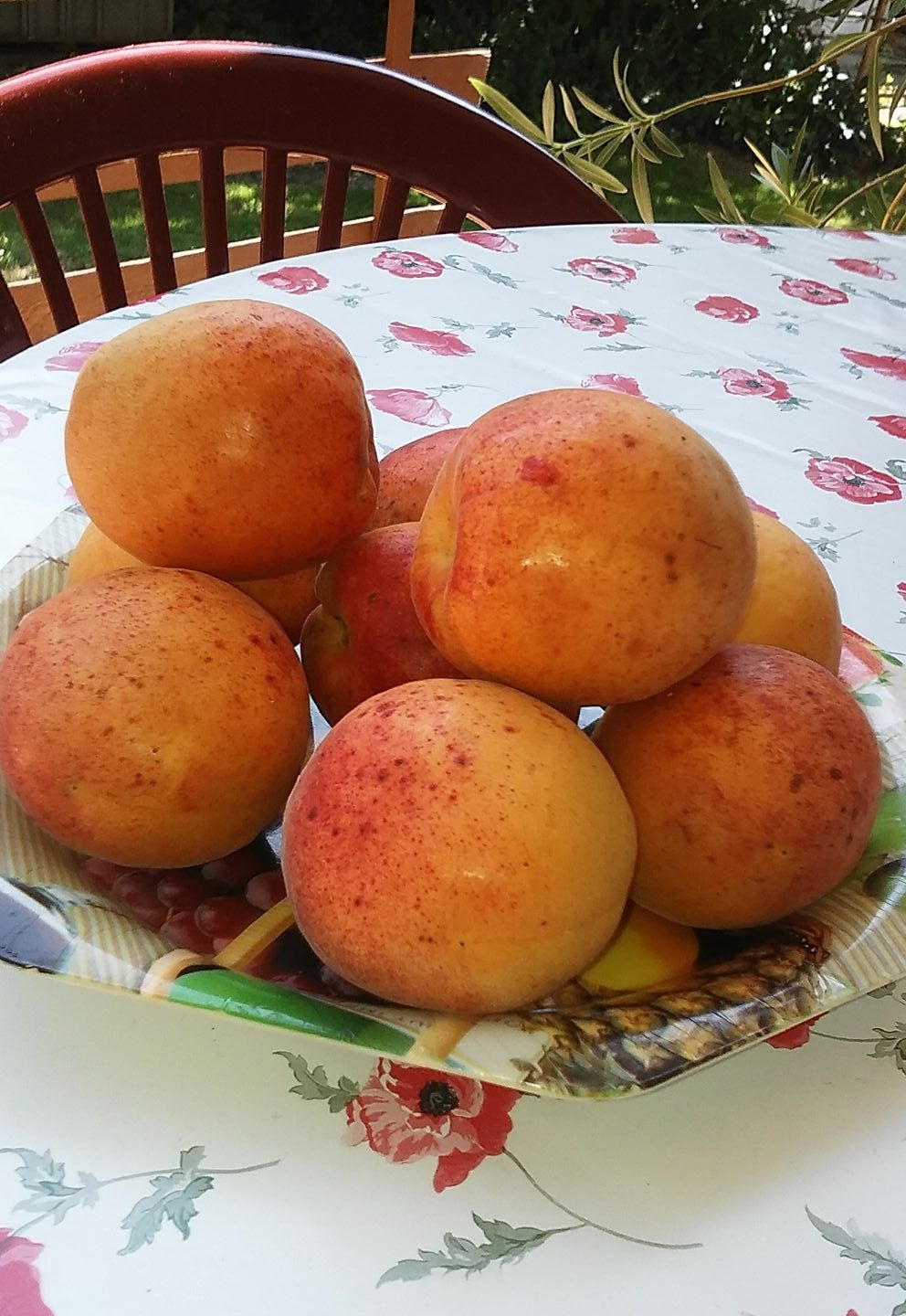 Nagyi titkai a házias ízekről receptekkel: Sárgabarack