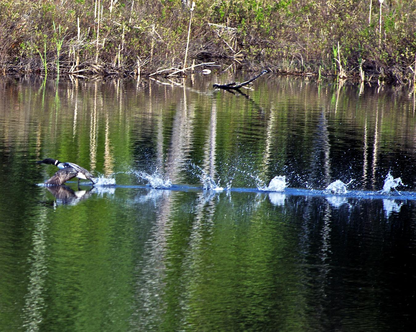 Wild in Pictures: Bittern/Hawk/Loon/ Bee