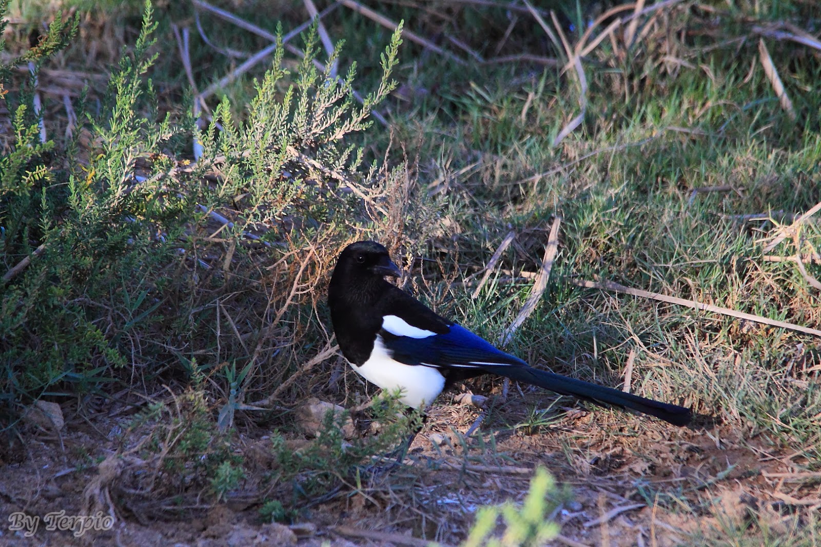Viajes, Salidas, Naturaleza, (Fotografía).: Urraca (Pica Pica).