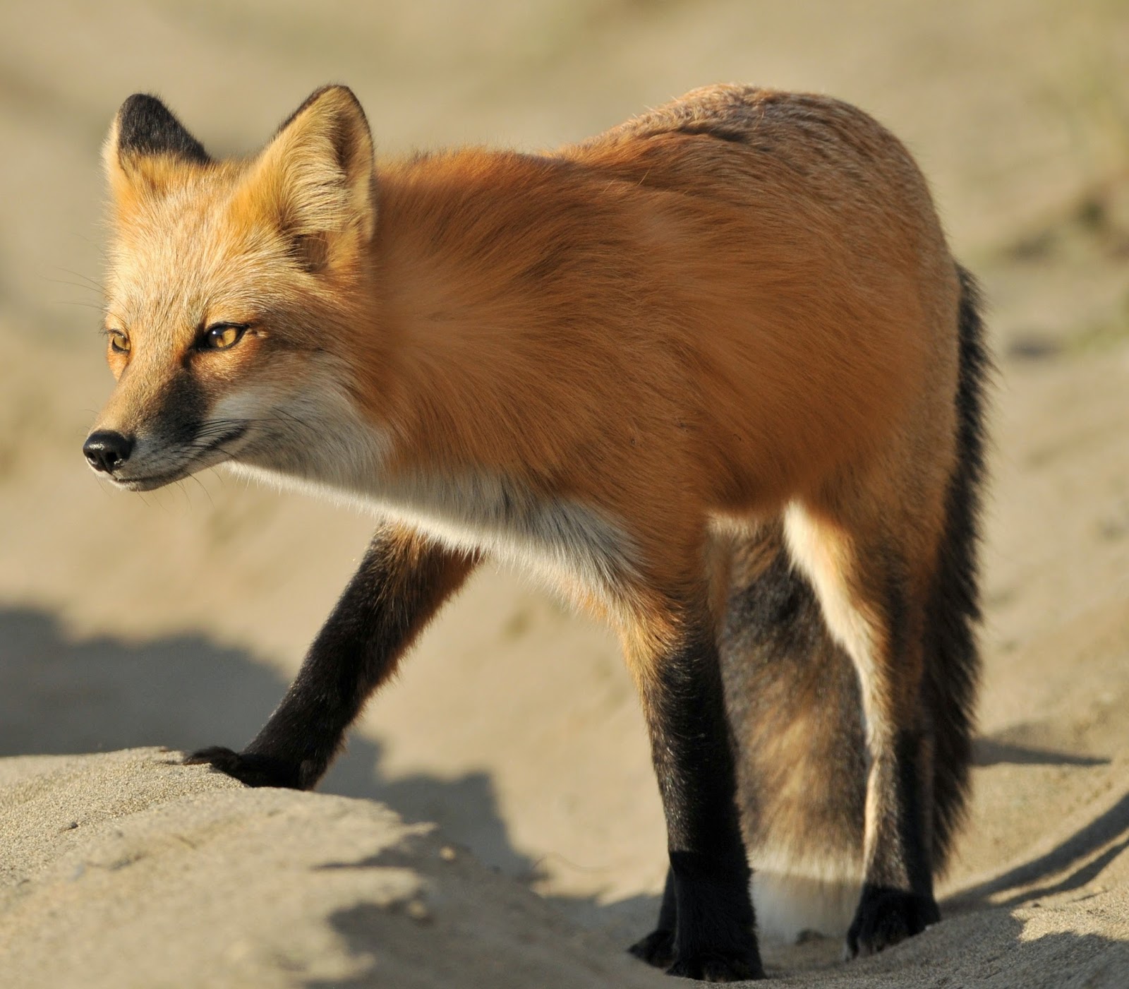 Abe's Animals: Cascade mountain fox
