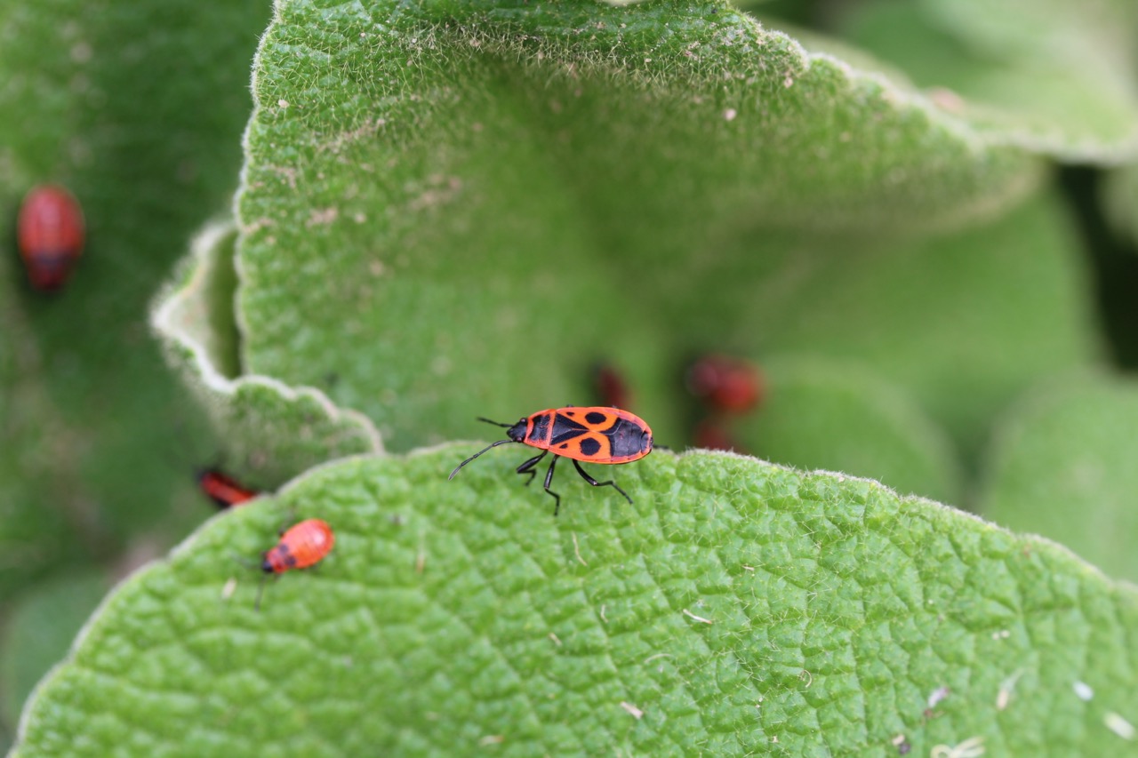Rote Wanzen Im Garten