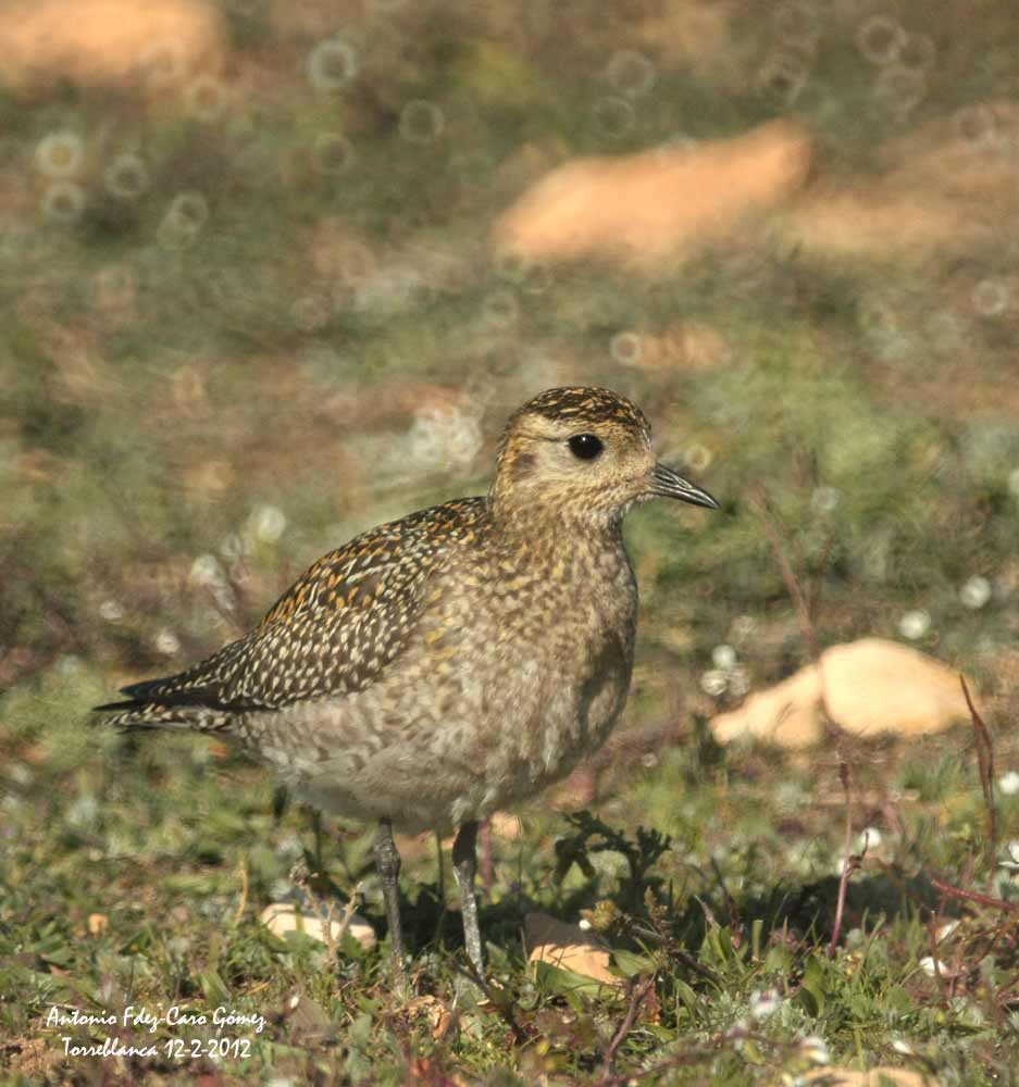 CON ALGO DE SUERTE: Chorlitos dorados