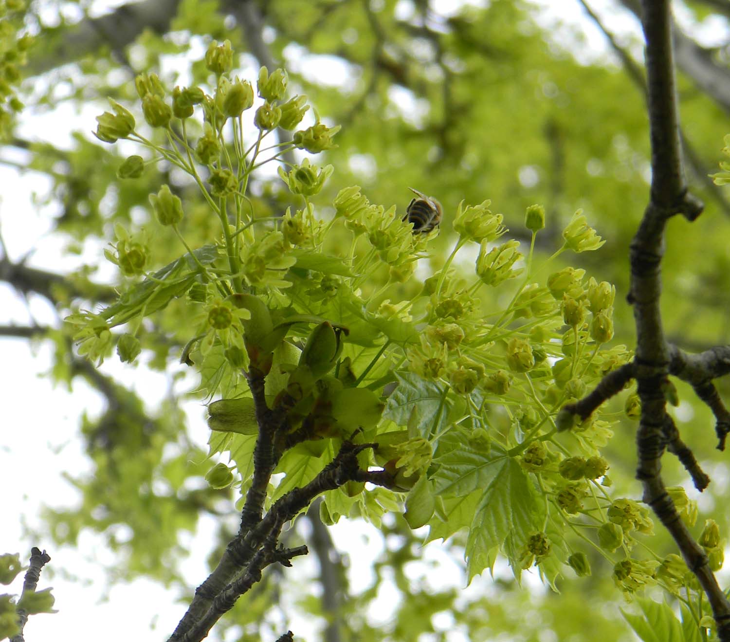 Owyhee Agriculture: Honey Bees