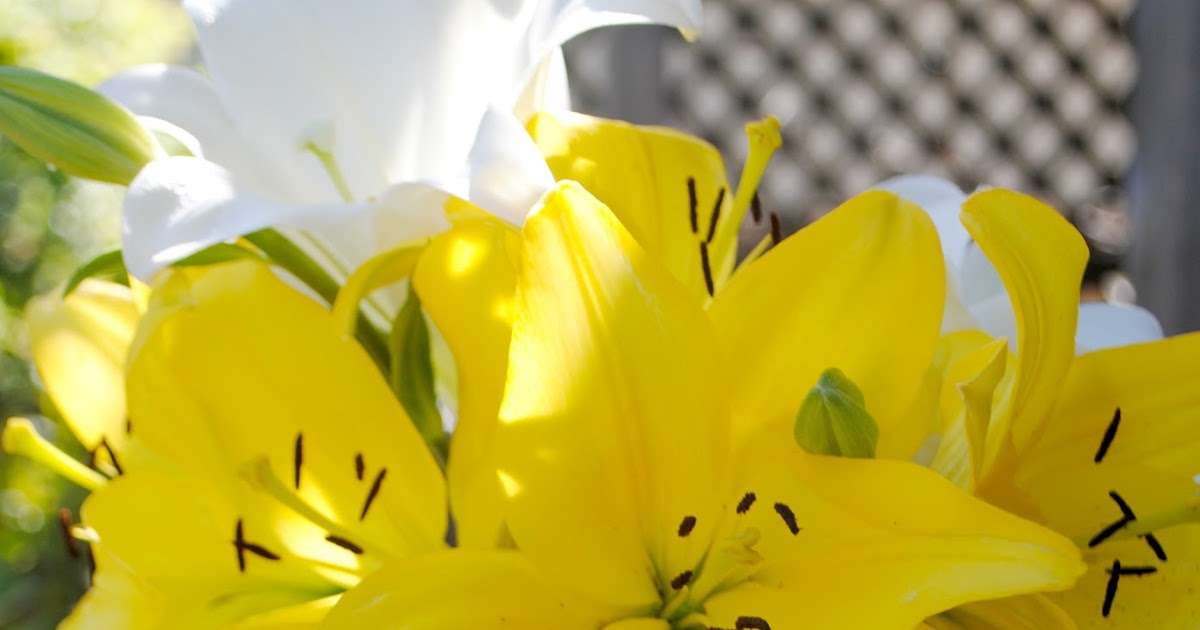 Jac o' lyn Murphy: Lily LOVE- A tennis inspired centerpiece