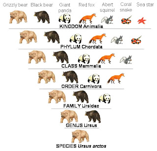 Animal Photography: Linnaean Hierarchy