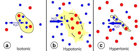Seven Days per Week: SPM Biology 3 Movement of Substances Across the ...