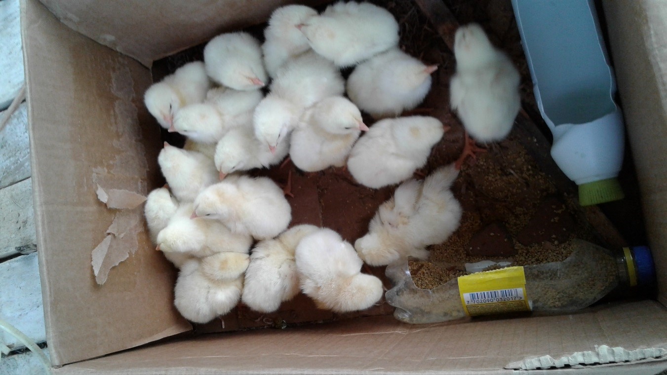 POLLOS DE ENGORDE: Crecimiento de los pollos de engorde