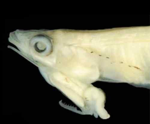 MUY INTERESANTE SPAIN: EL PEZ PENE