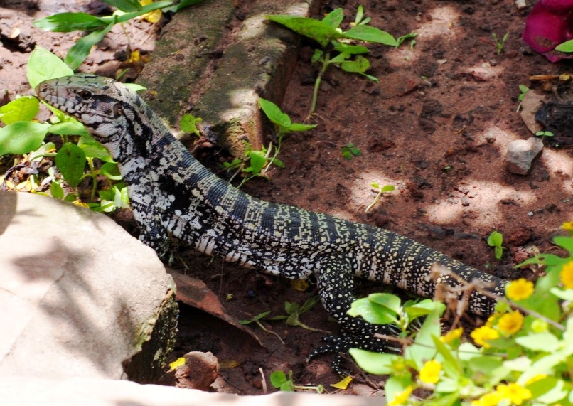 My life in Canada : Tejú Guazú