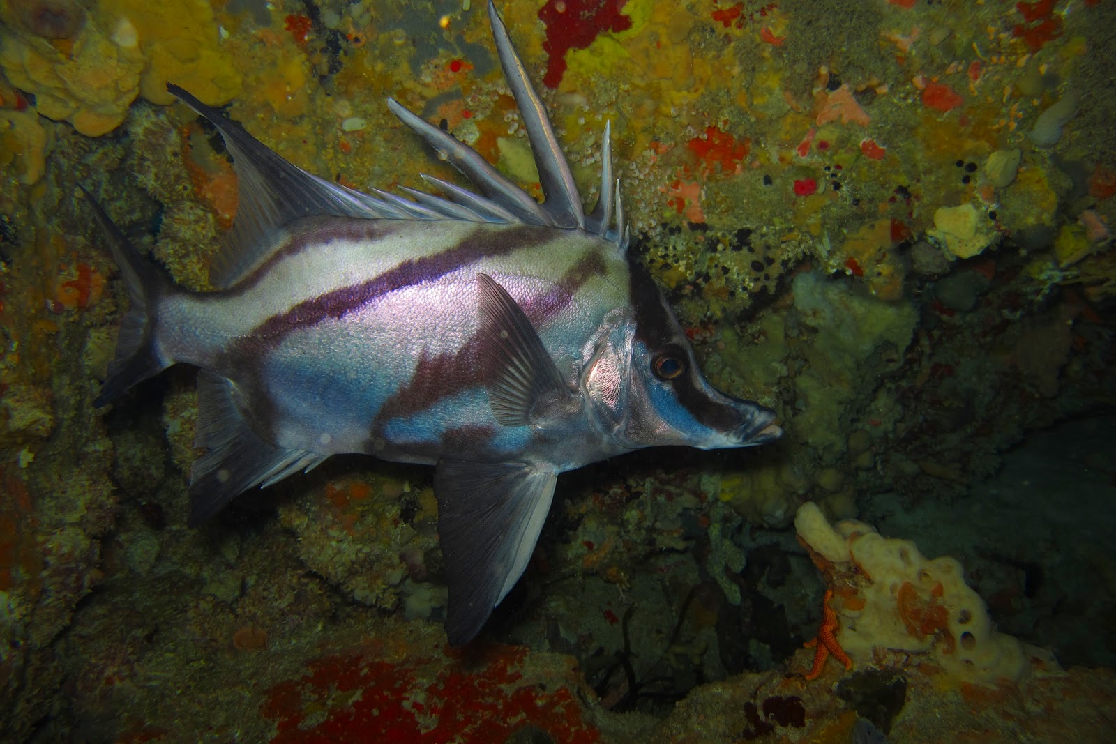 BillsDiving: February 2012