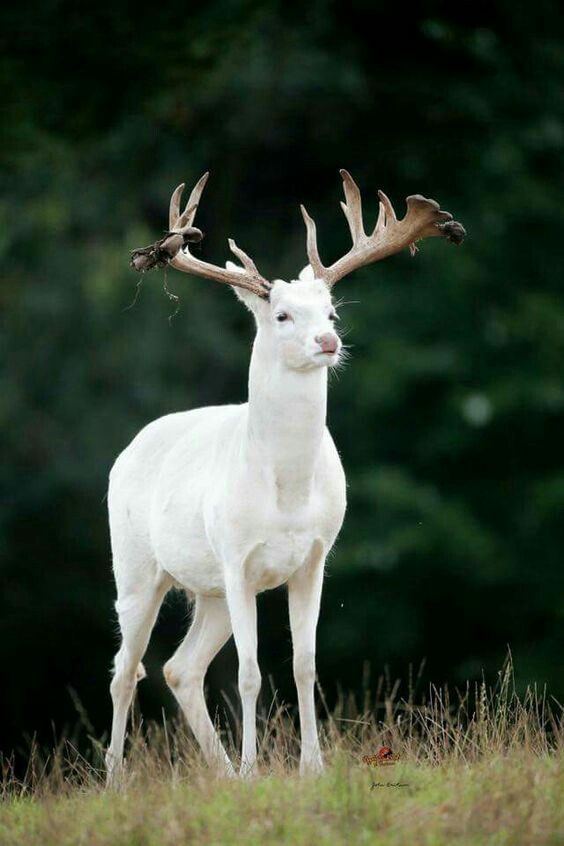 Beautiful white Deer