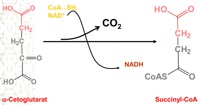 học Y: 06 Oxy hóa khử sinh học