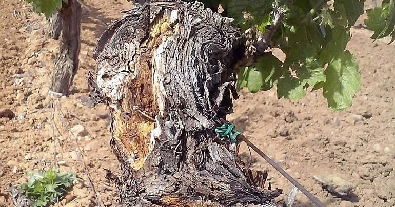 Recomendaciones para combatir la yesca en el viñedo - DIARIO DE UN ...