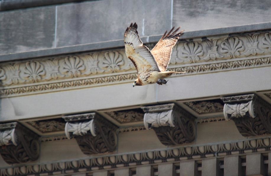 Hawkwatch at the Franklin Institute: Young hawks out on the town