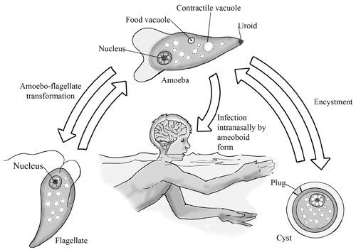 Dom Escobar: Naegleria fowleri,a misteriosa ameba devoradora de cérebro