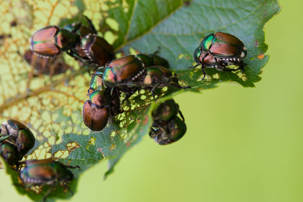 Fun Facts About Beetles Common to Lake Of the Ozarks