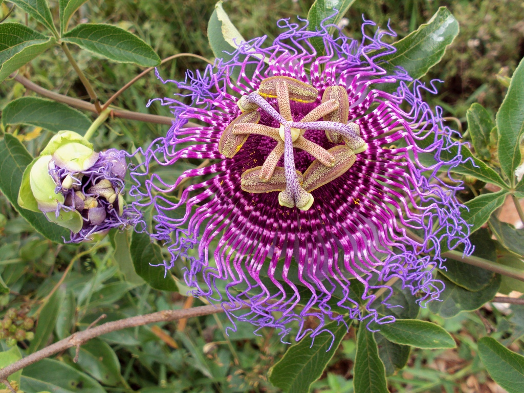 Caliandra do Cerrado: Belas flores do Cerrado