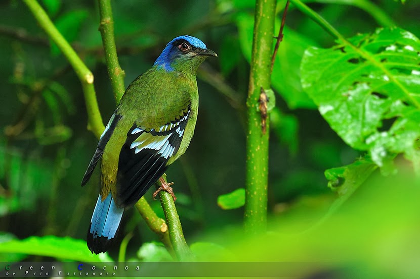 Green Cochoa Facts | Birds Facts