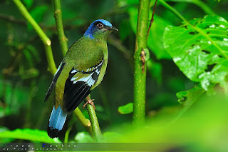 Green Cochoa Facts | Birds Facts