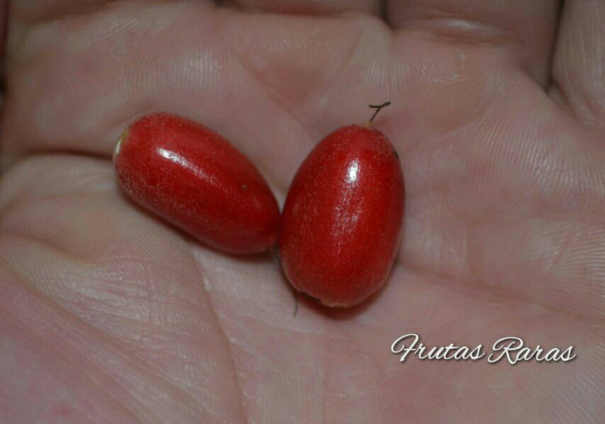 Synsepalum dulcificum - Fruta-do-milagre, Fruta-milagrosa; Miracle ...