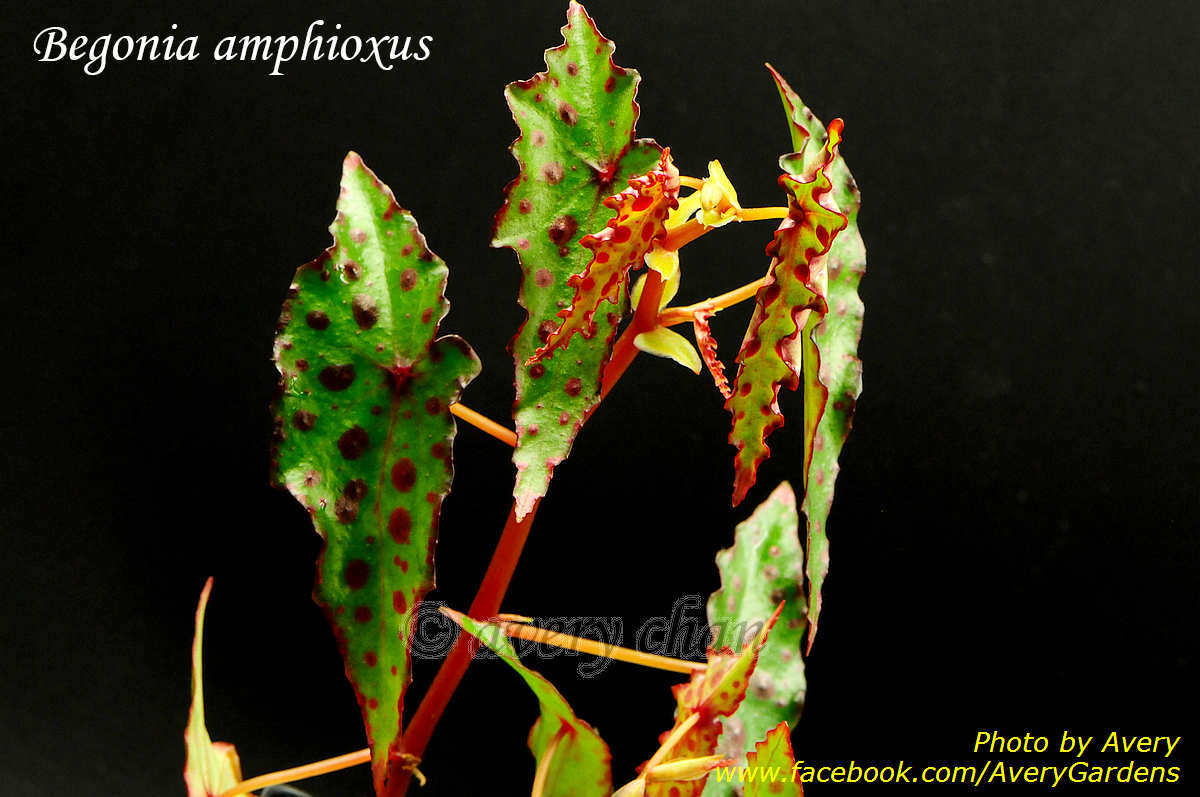 Avery Gardens: Begonia amphioxus
