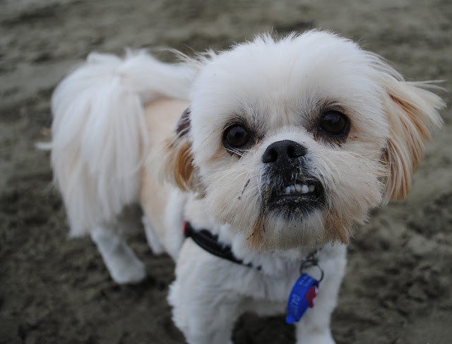 Digby Van Winkle: Griffon meetups!