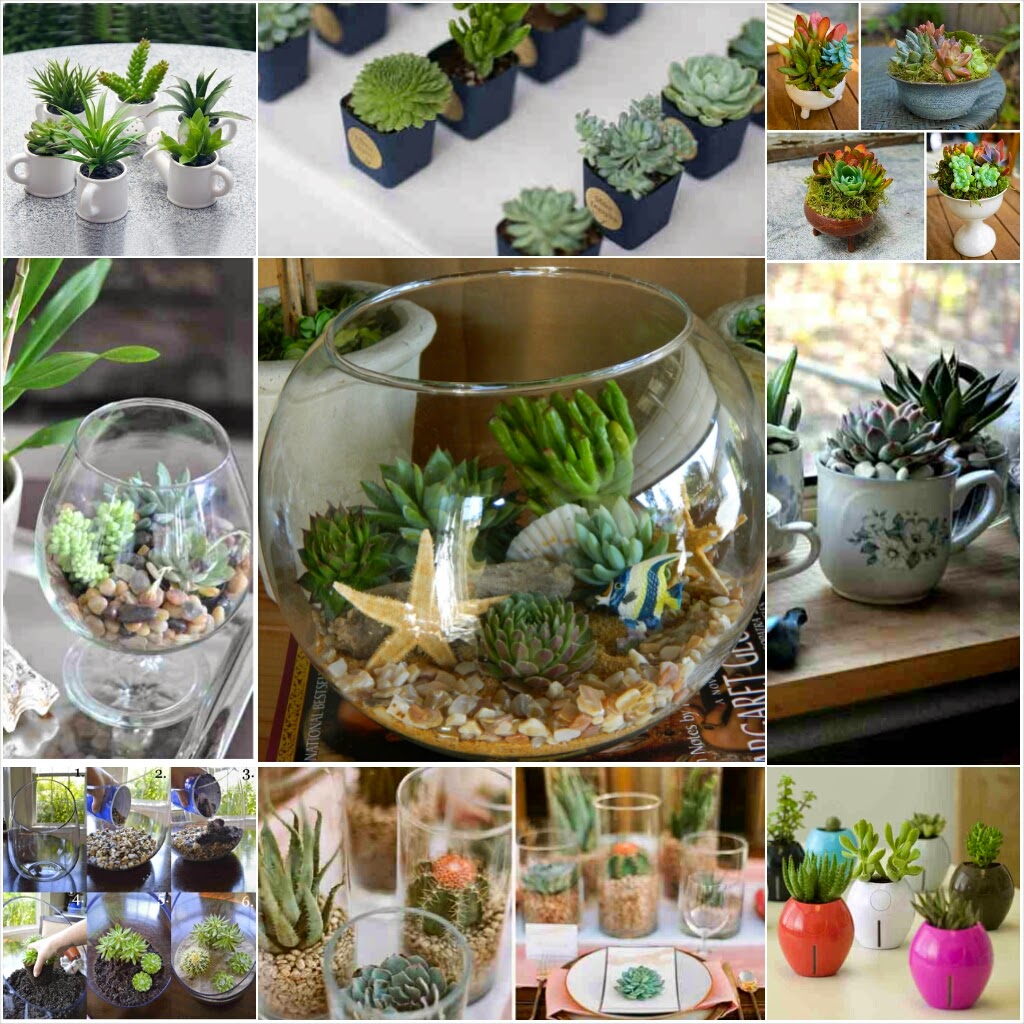 Succulents, The Fat Plants | Times of Refreshing