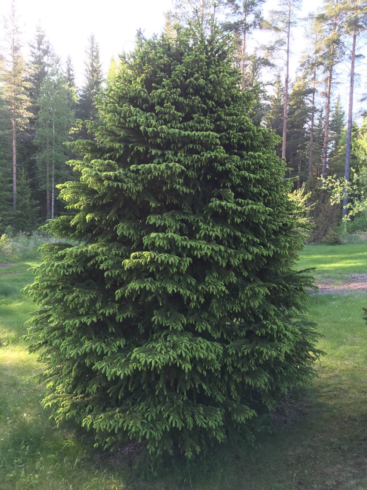 Käsillä tekemisen pakko: Kuusen erikoismuodot