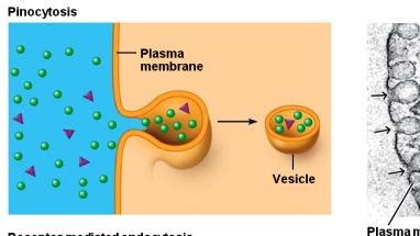Pinocytosis Steps