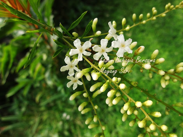 Kebun Bahagia Bersama: Mayang Sari