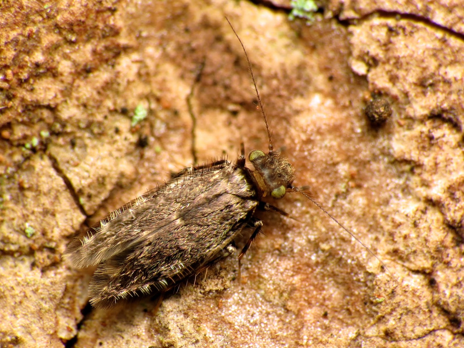 Variety of Life: Echmepteryx