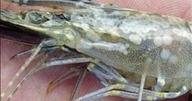 \ Pemeriksaan klinis pada udang - bagian 1