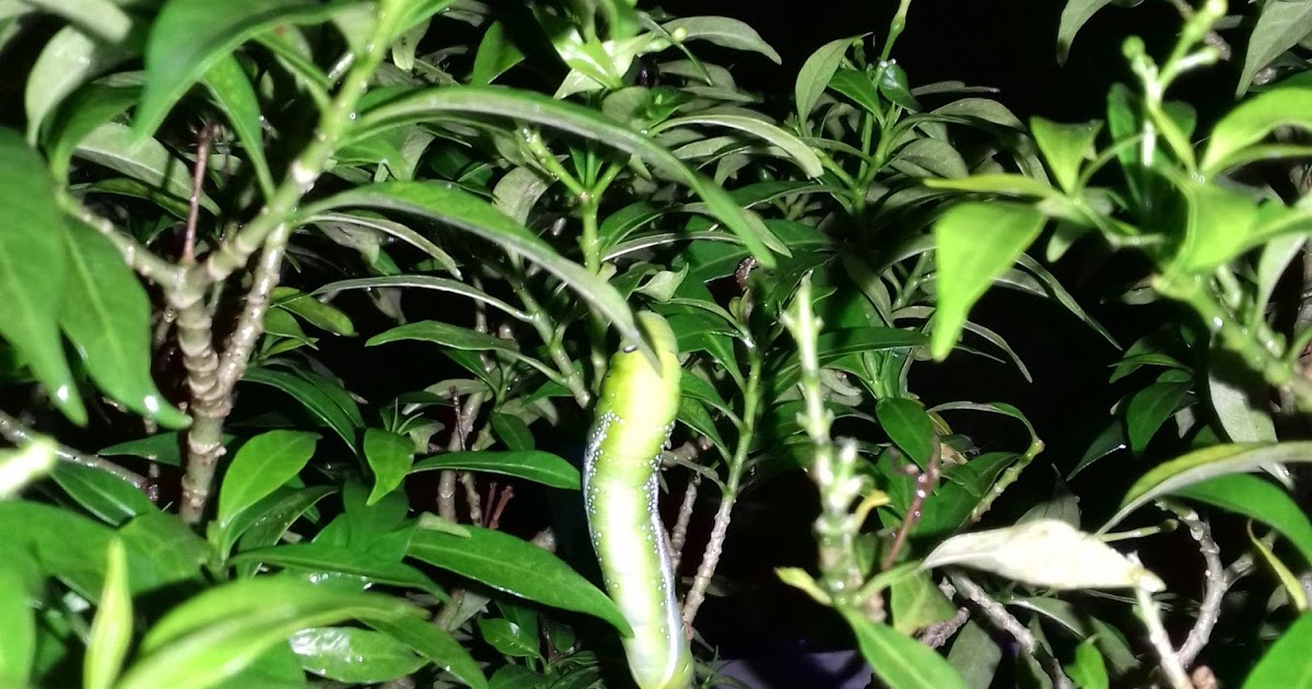 Ulat Hijau di Bunga Melati Jepang/Rembosa Mini - DoniEfendi-Nature