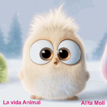 La vida Animal: OJITOS