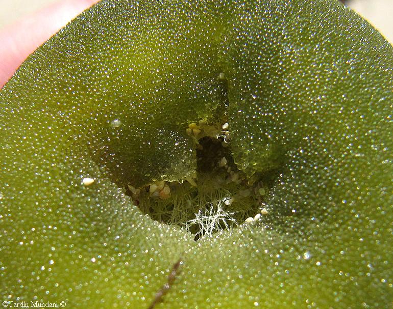 Sangrando en verde: Mallorca era un Paraíso