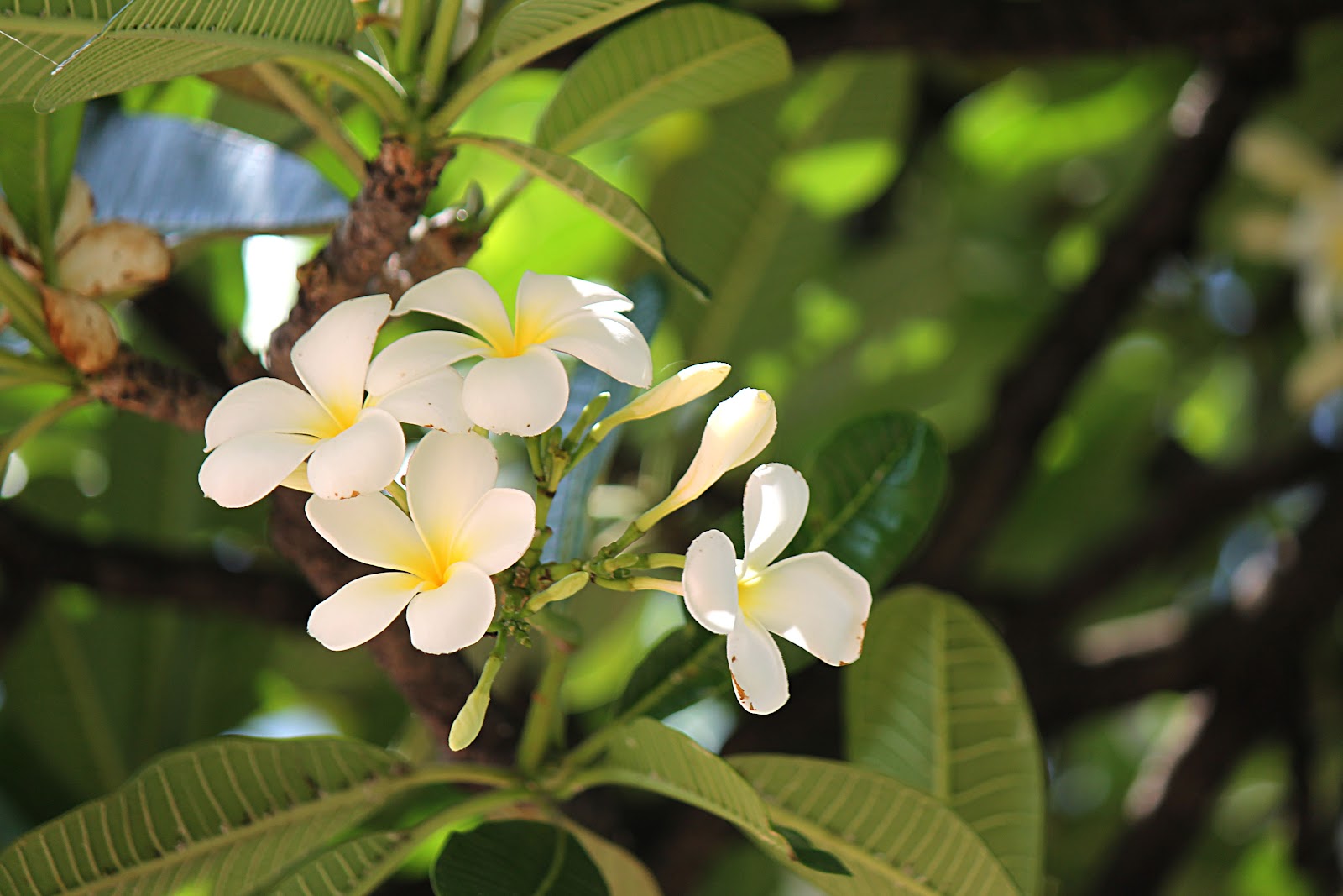koun khmer: Royal Palace, Phnom Penh, Cambodia
