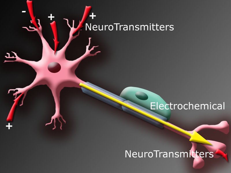 Pliny's Tangent Du Jour: Neuro Basics: Part 1