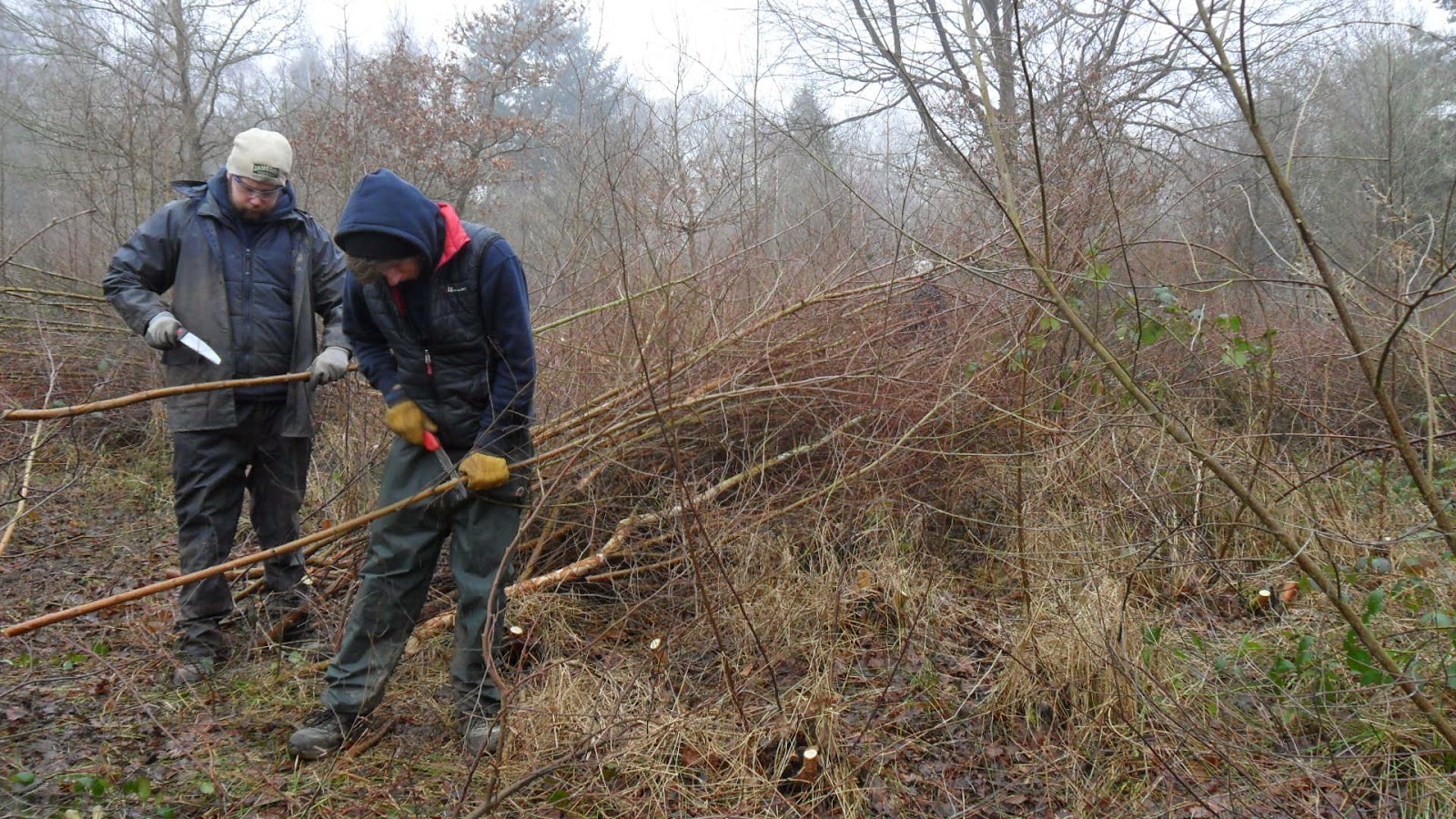 Worcester College Gardeners 2009-2018: Coppicing At The Harcourt Arboretum